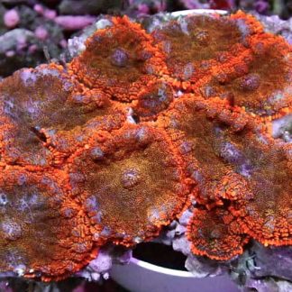 Soft Coral Frags Archives - mailordercorals.com