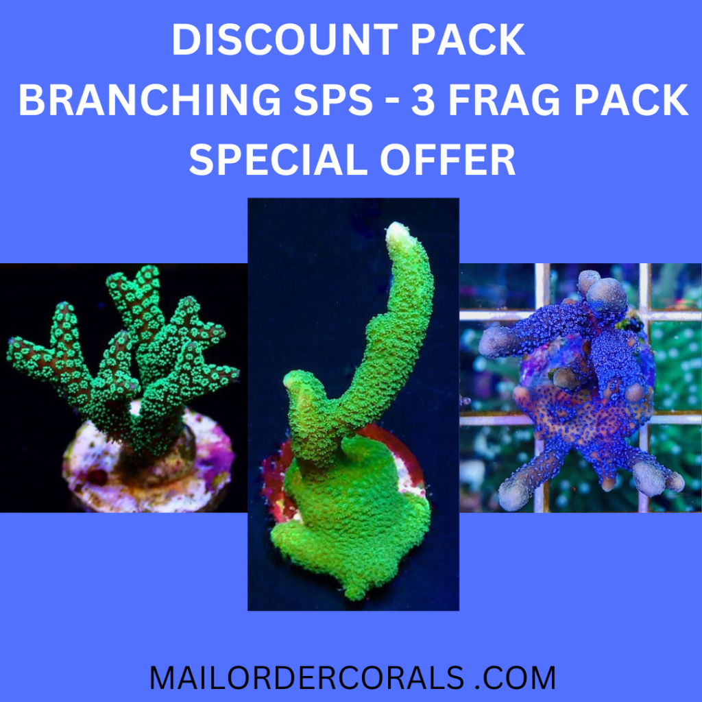 Coral Variety Packs Archives - mailordercorals.com
