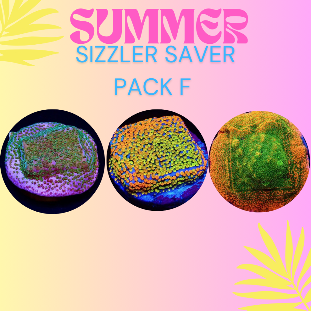 Coral Variety Packs Archives - mailordercorals.com