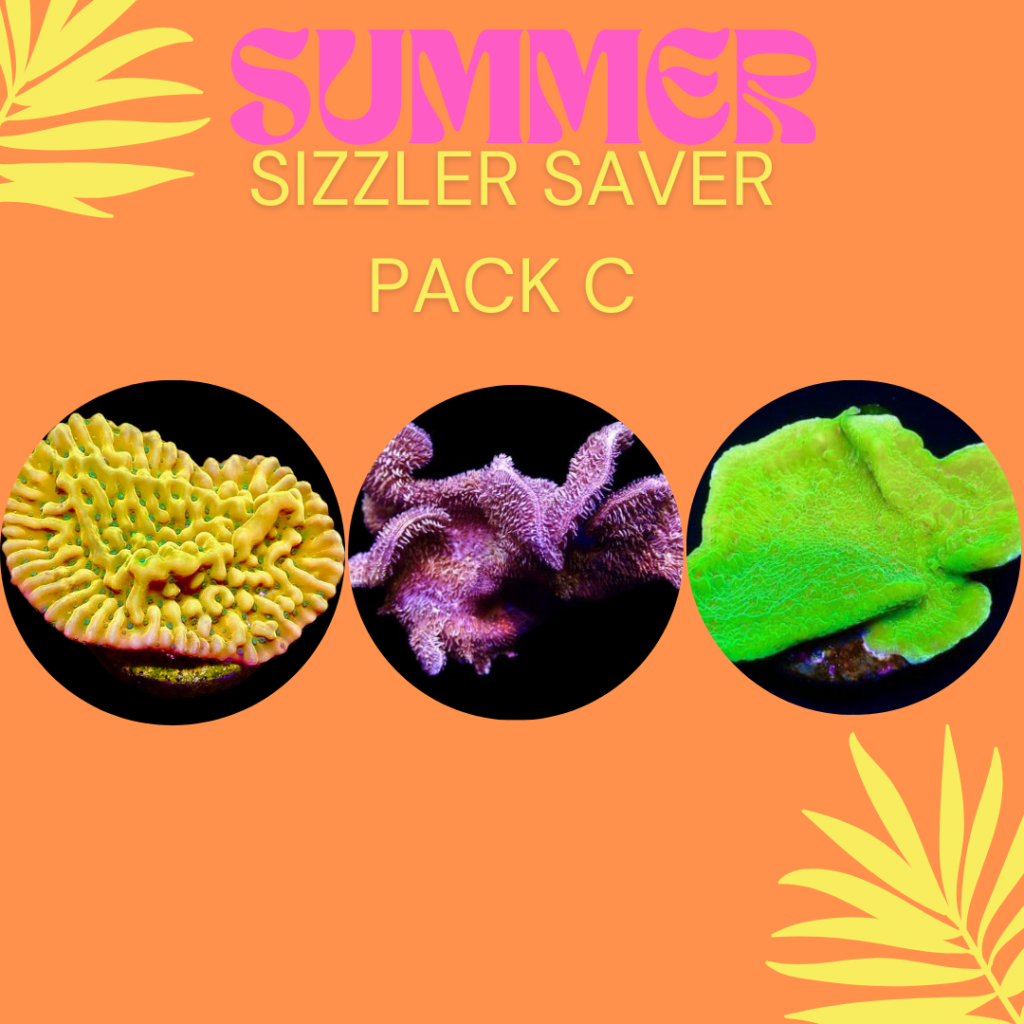 Coral Variety Packs Archives - mailordercorals.com