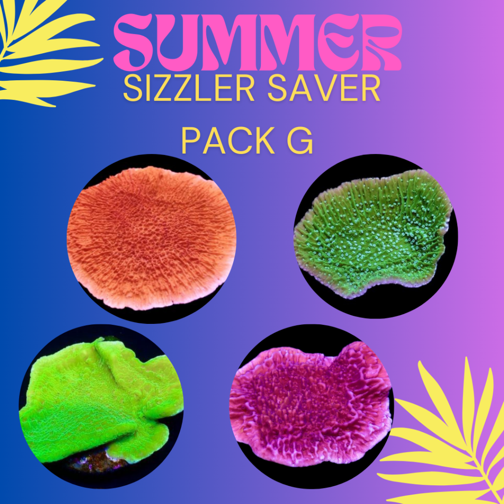 Coral Variety Packs Archives - mailordercorals.com