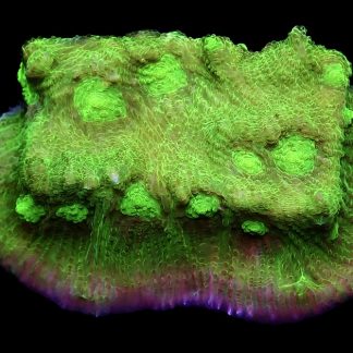 LPS Colonies Archives - mailordercorals.com