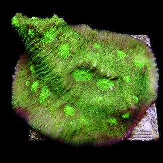 LPS Colonies Archives - mailordercorals.com