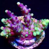 Affordable Premium Corals for your Reef Aquarium. SPS, LPS, Soft corals ...