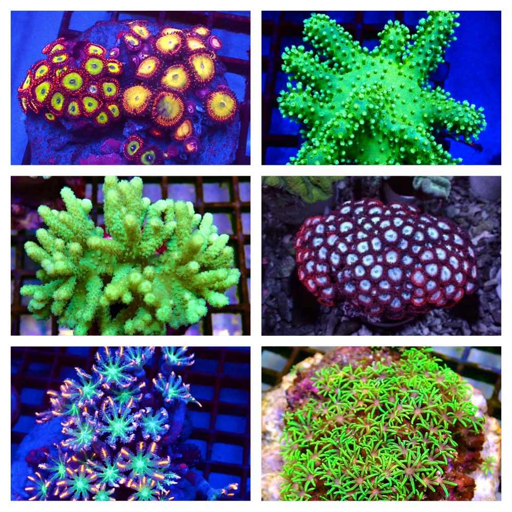 Categories – mailordercorals.com