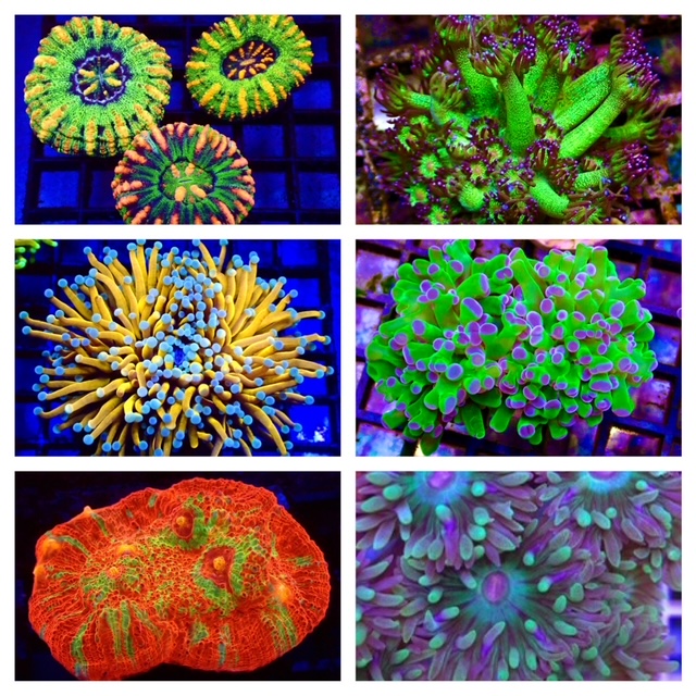 Categories - mailordercorals.com