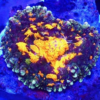 Soft Coral Frags Archives - mailordercorals.com