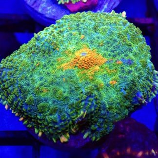 Soft Coral Frags Archives - mailordercorals.com