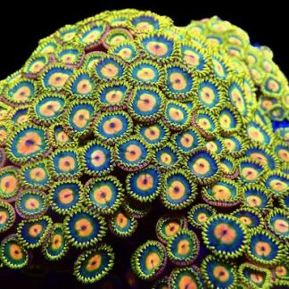 Ultra Zoanthids Archives - mailordercorals.com