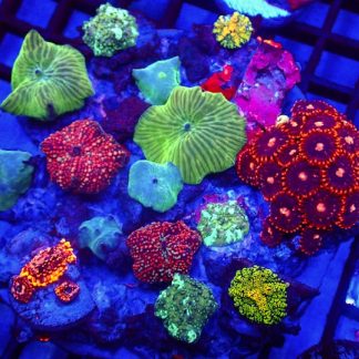Ultra Zoanthids Archives - mailordercorals.com