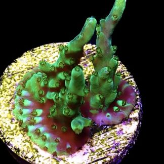 WYSIWYG (What You See Is What You Get) Archives - Page 2 of 8 ...