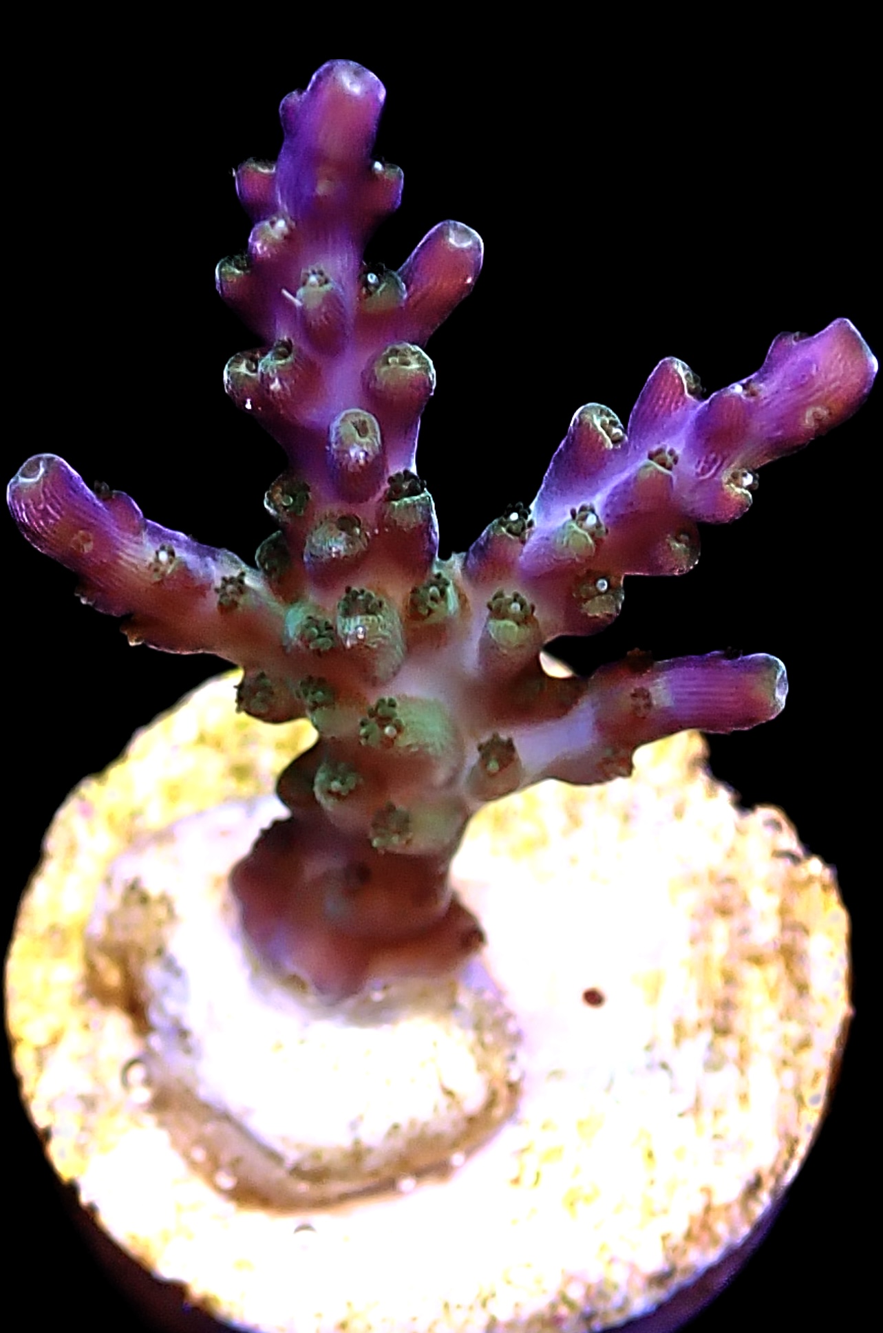 M.O.C. Tri Berry Acropora Frag - mailordercorals.com