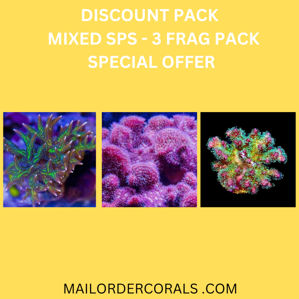 Coral Variety Packs Archives - mailordercorals.com