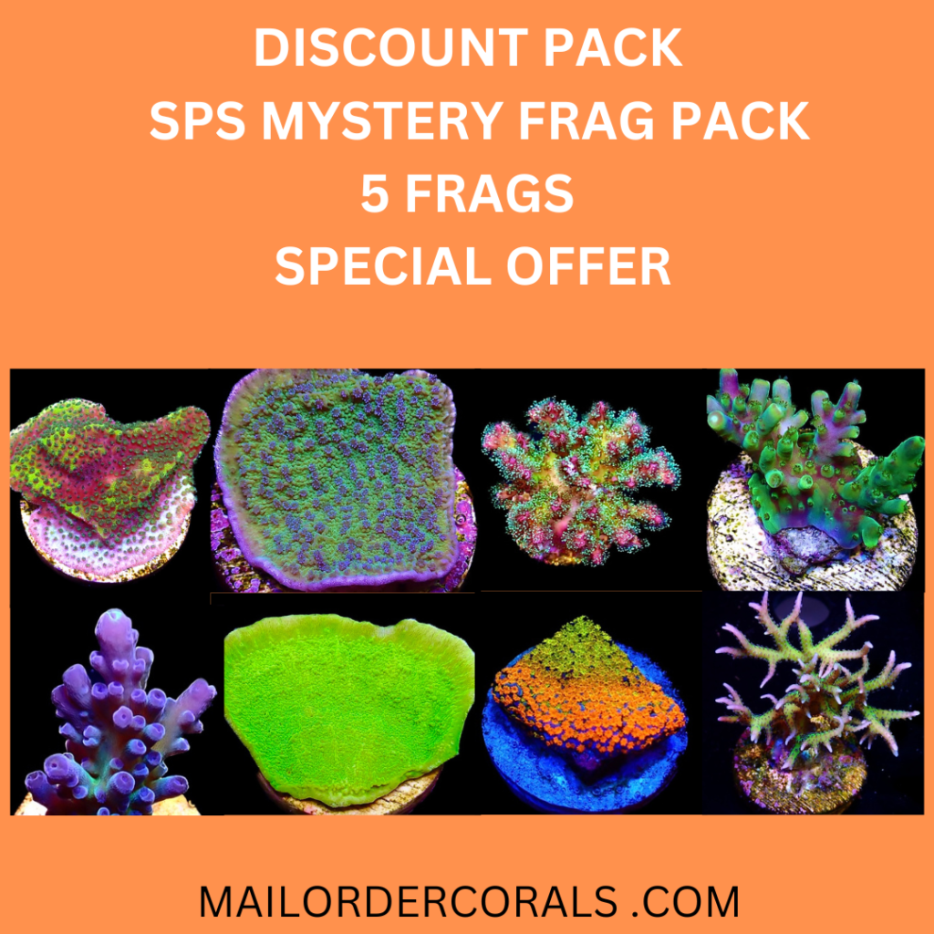 LPS Coral Frags Archives - mailordercorals.com