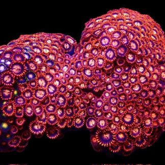 Soft Coral Frags Archives - mailordercorals.com