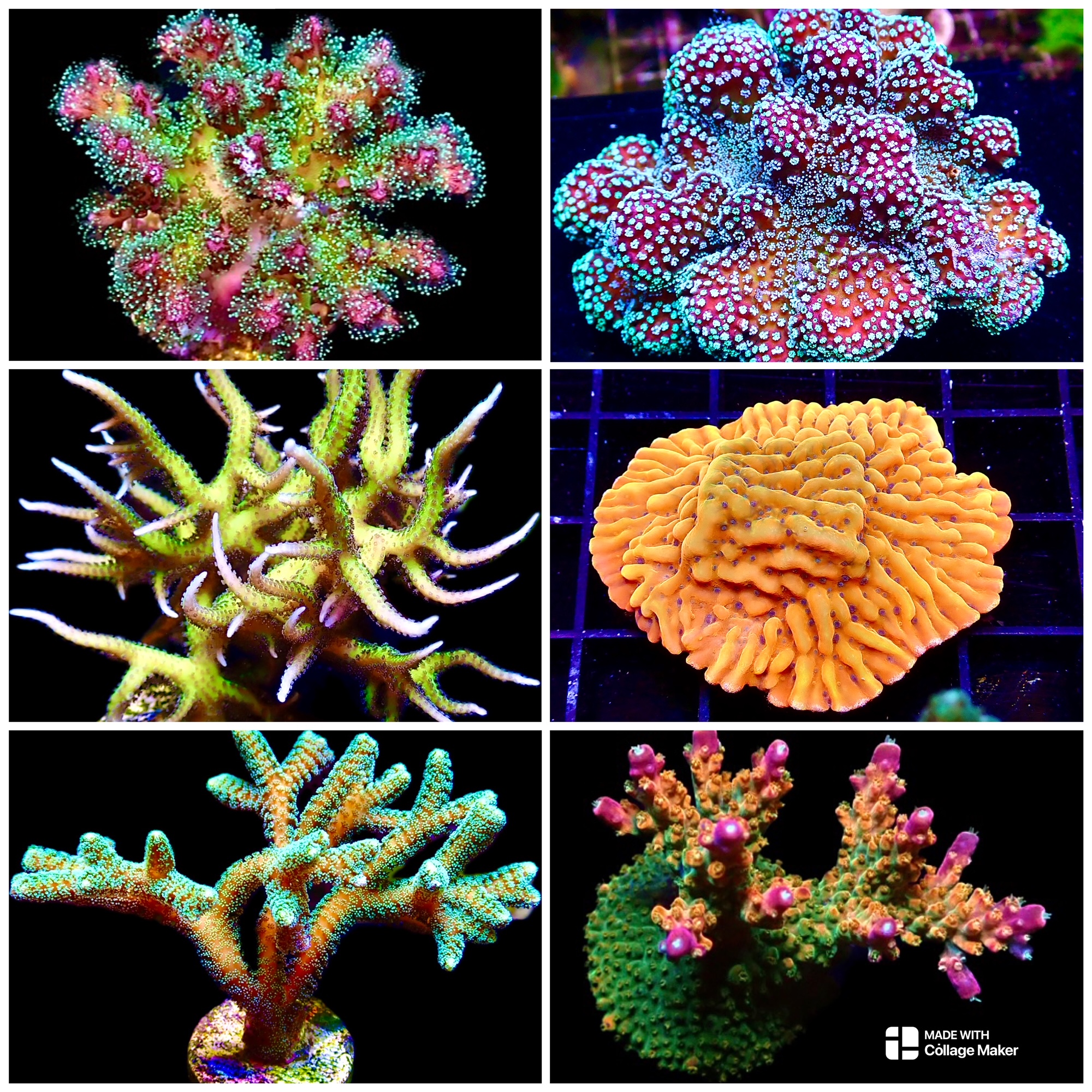 Categories - mailordercorals.com