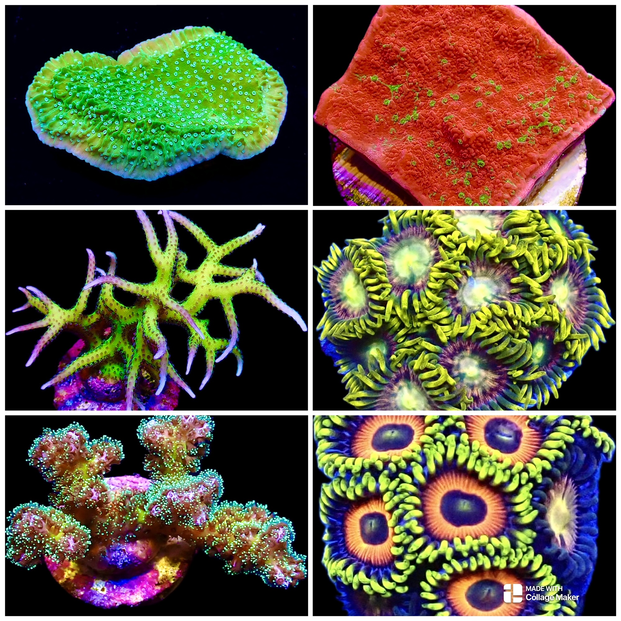 Categories - mailordercorals.com