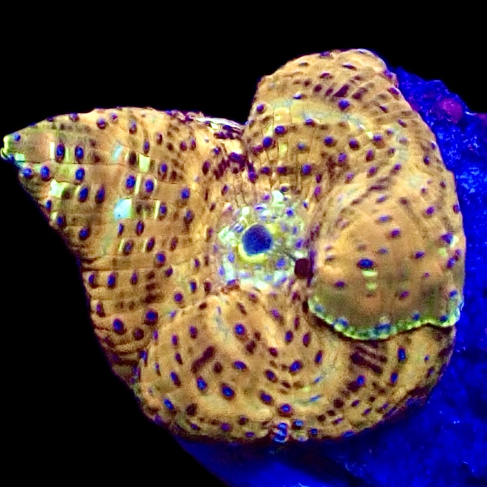 Soft Coral Frags Archives - mailordercorals.com