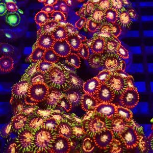 Soft Coral Frags Archives - mailordercorals.com