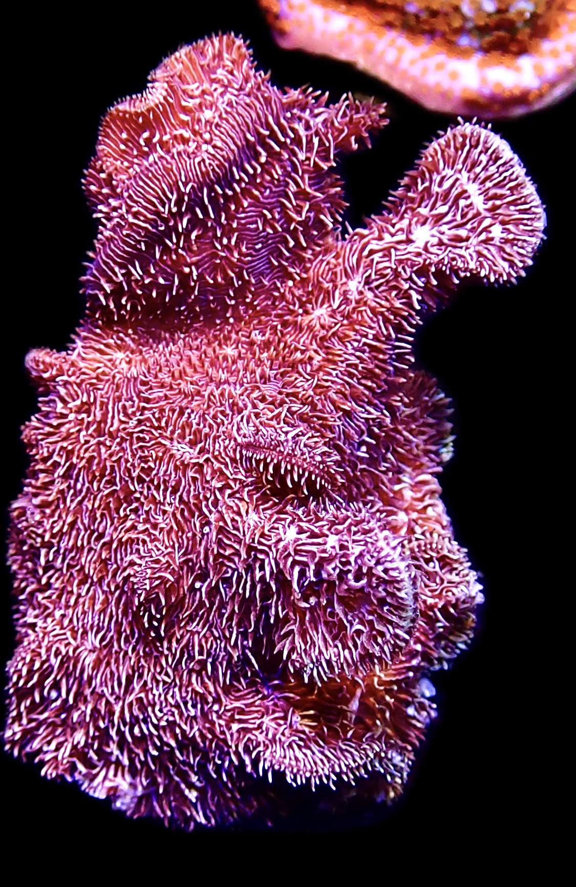 WYSIWYG 7J Ultra Purple Scrolling Pavona Large - mailordercorals.com