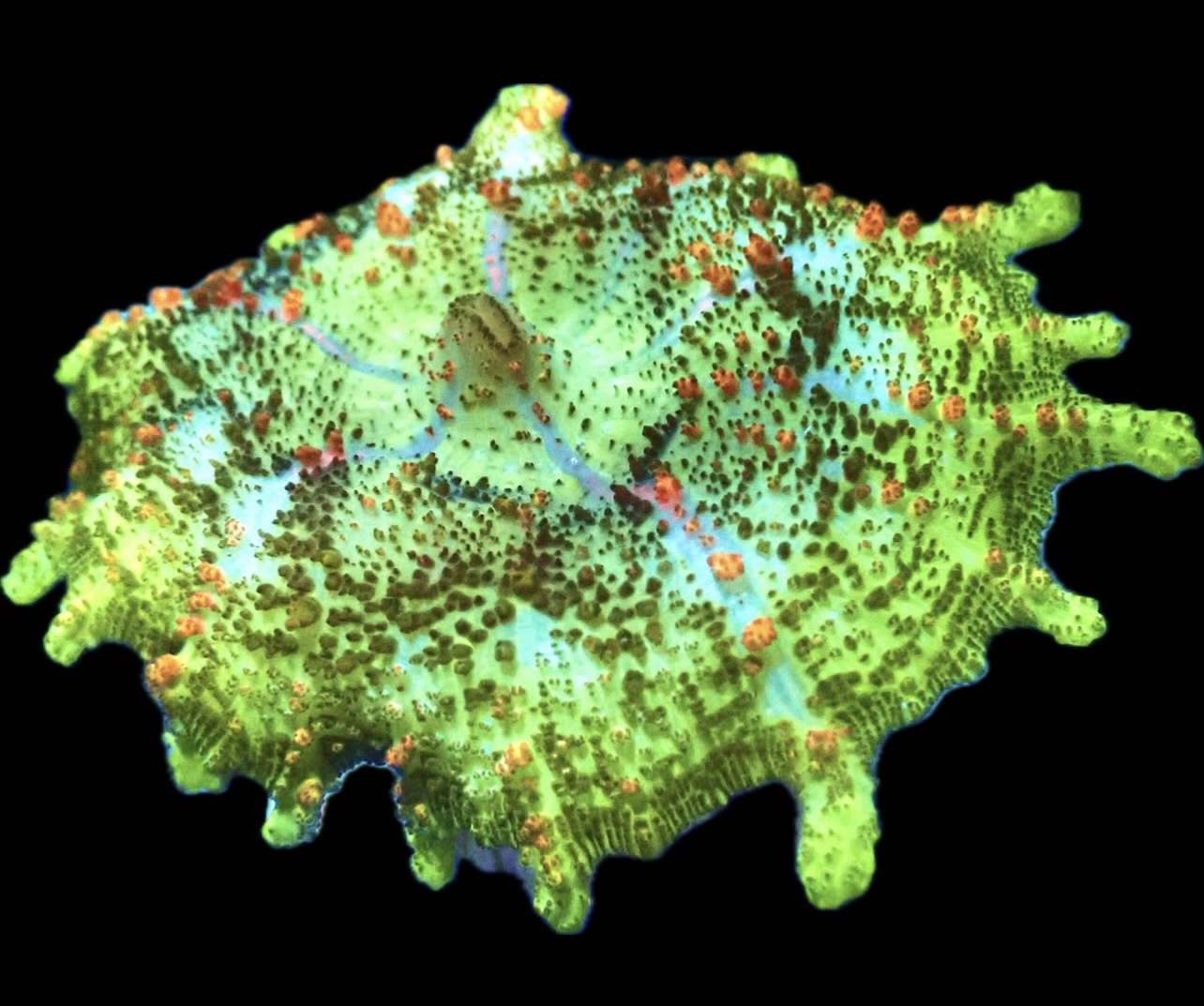 WYSIWYG Q1 Neglecta Mushroom - mailordercorals.com