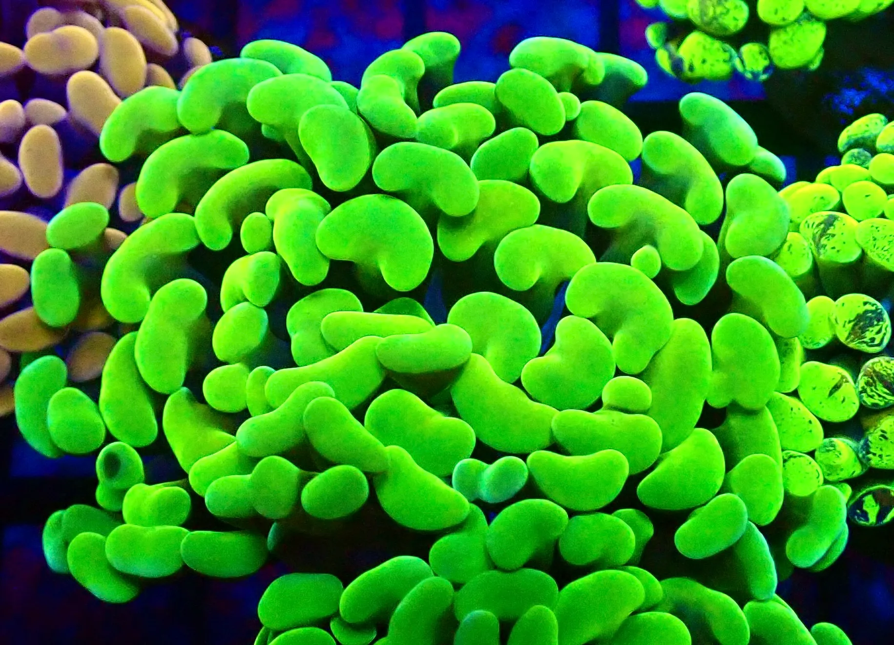 Neon Branching Hammer Double Head - mailordercorals.com