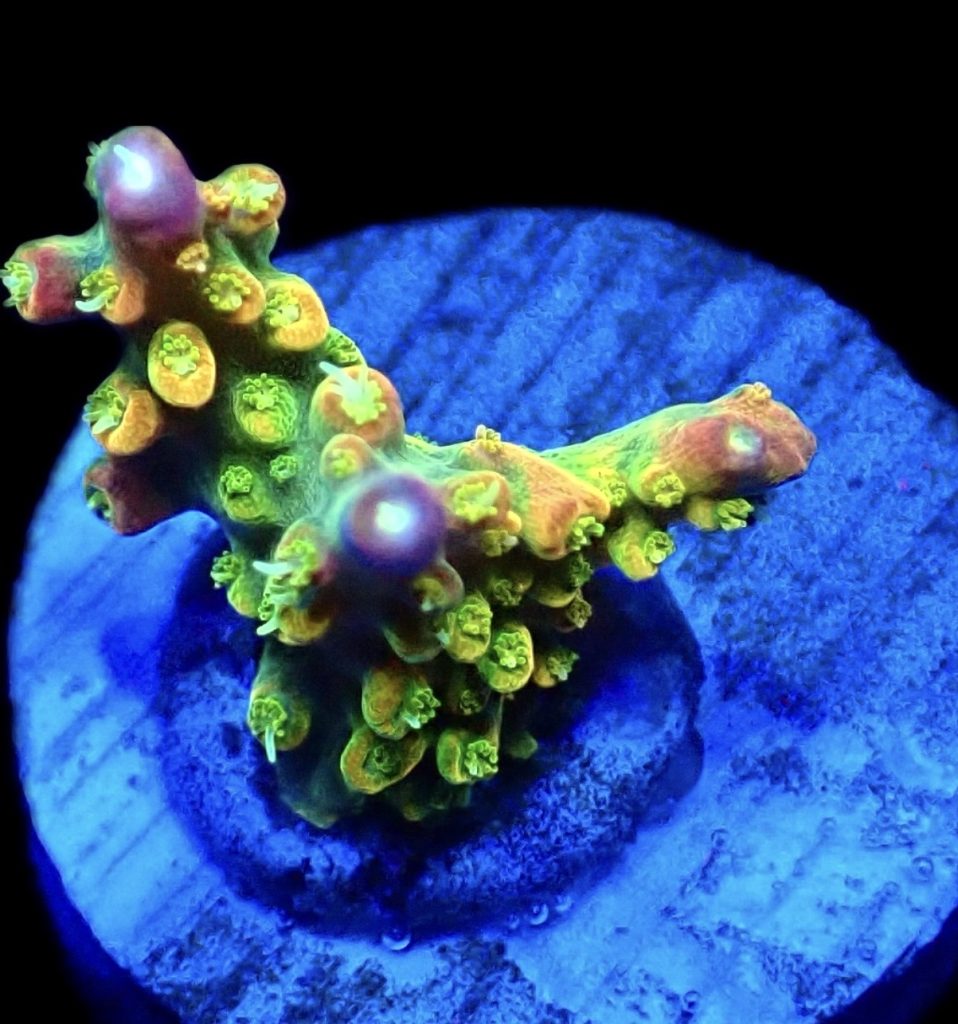 WYSIWYG 19F Rainbow Loom Acropora Ultra Colour Frag - mailordercorals.com