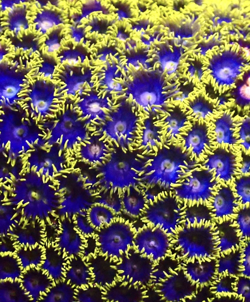 Blue Banana Zoanthid Frag ( 12+Polyps ) - mailordercorals.com